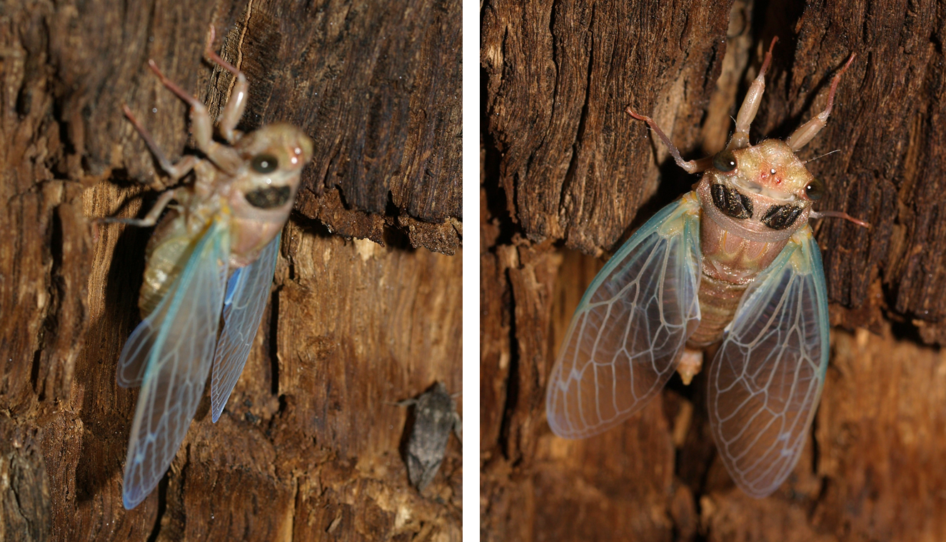 Arizona: Beetles, Bugs, Birds and more: Cicadas emerge