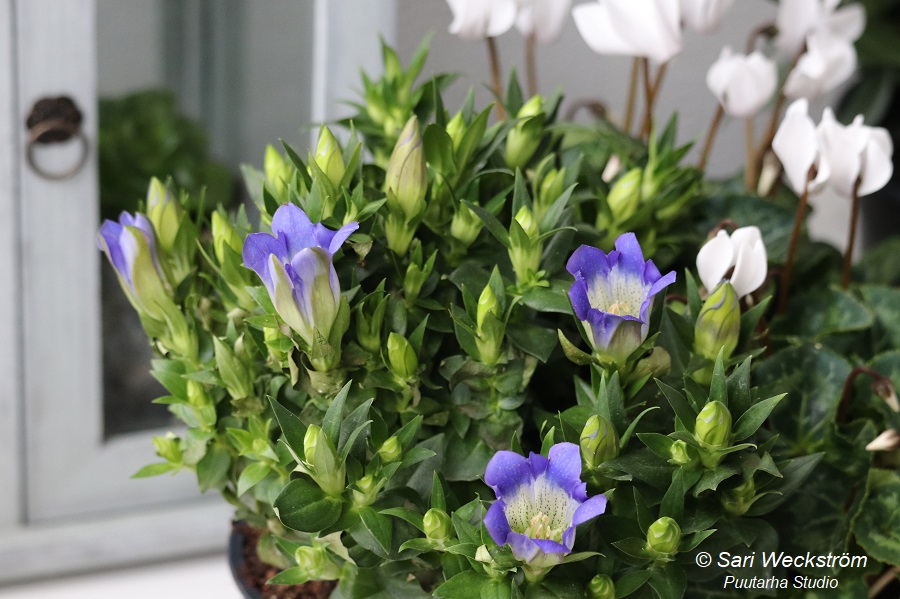 Sarin puutarhat: Syyskukat parvekkeelle