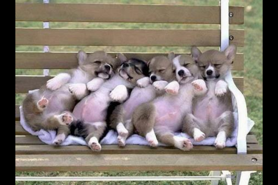 Bakeology 101: Random Adorable animal pictures