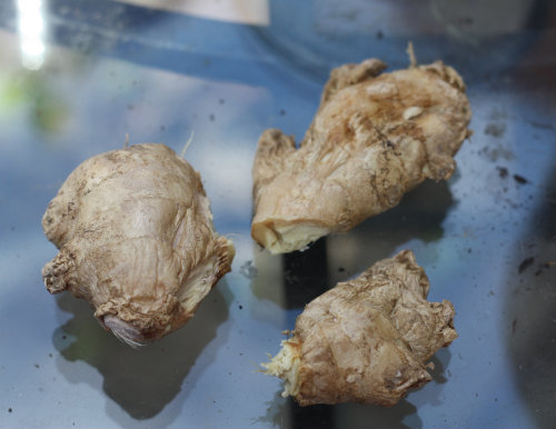 How To: Plant and Grow Ginger Root | 17 Apart