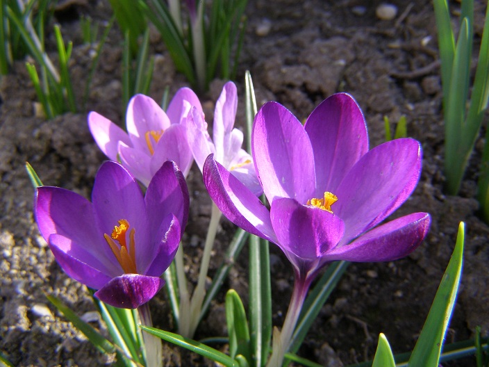 The Constant Gardener: March flowers