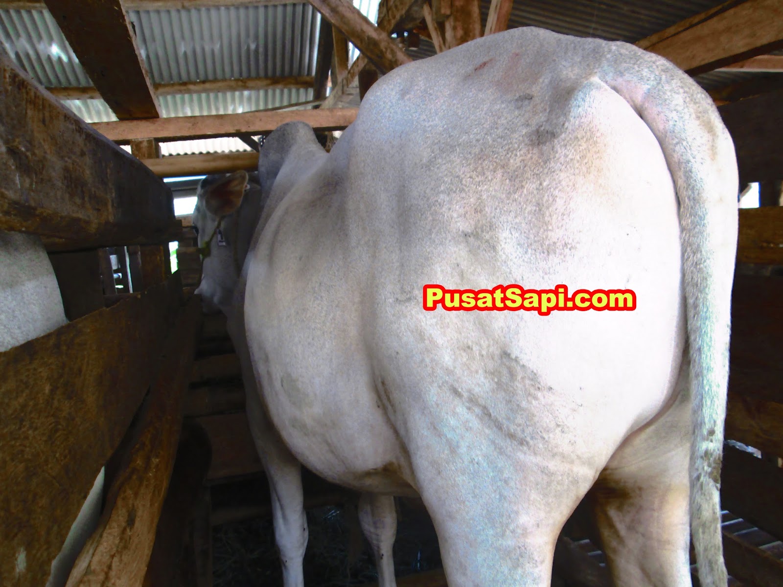 Pusat Jual Sapi & Domba Qurban MURAH di Bandung | PusatSapi.com: HARGA ...