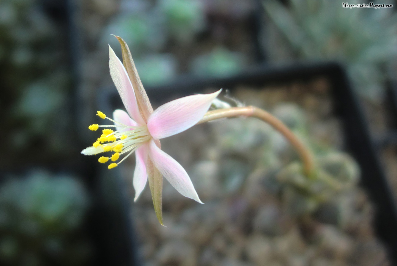 Lithops Stories: More current flowers (4 pics)