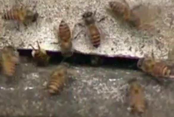 Create And Develop Successful Businesses Through Farm Ideas.: Small ...