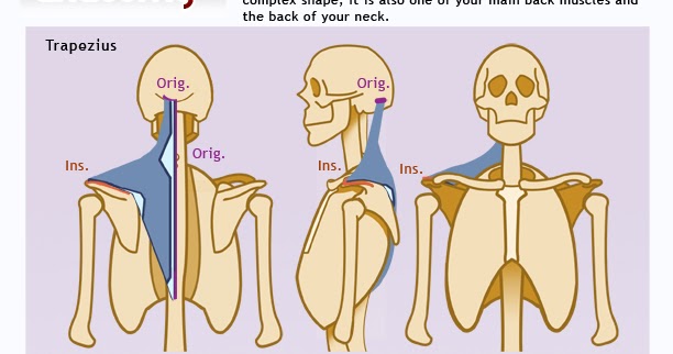 Drawsh: The Trapezius