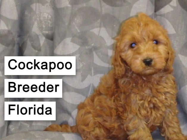 8 Best Cockapoo Breeder Florida
