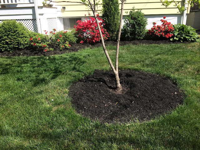 In the Little Yellow House: Mulching In Progress