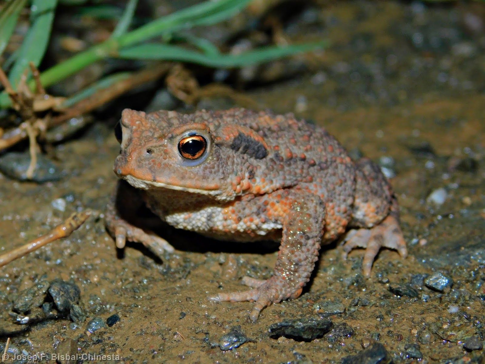 (Paleo-)Herpetología: Bufo bufo - Sapo común europeo