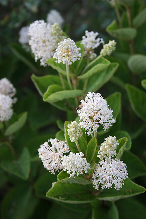 The Herb Hound: RED ROOT