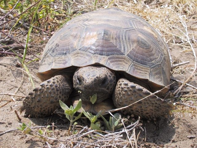 Tortoise | Animal Wildlife
