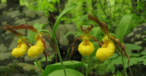 Cypripedium orchid care and culture | Travaldo's blog