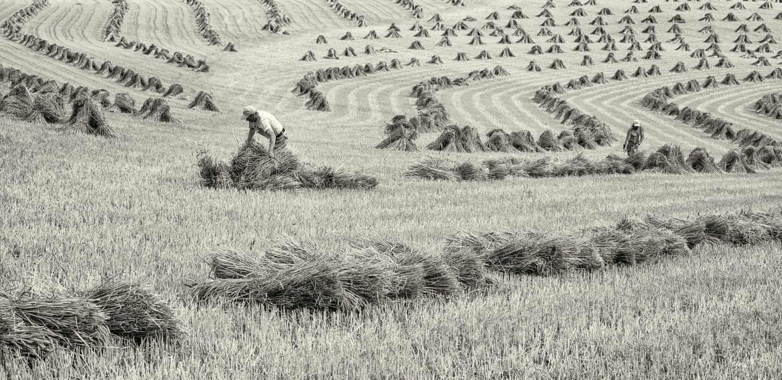 TYWKIWDBI ("Tai-Wiki-Widbee"): Word for the day: Stook