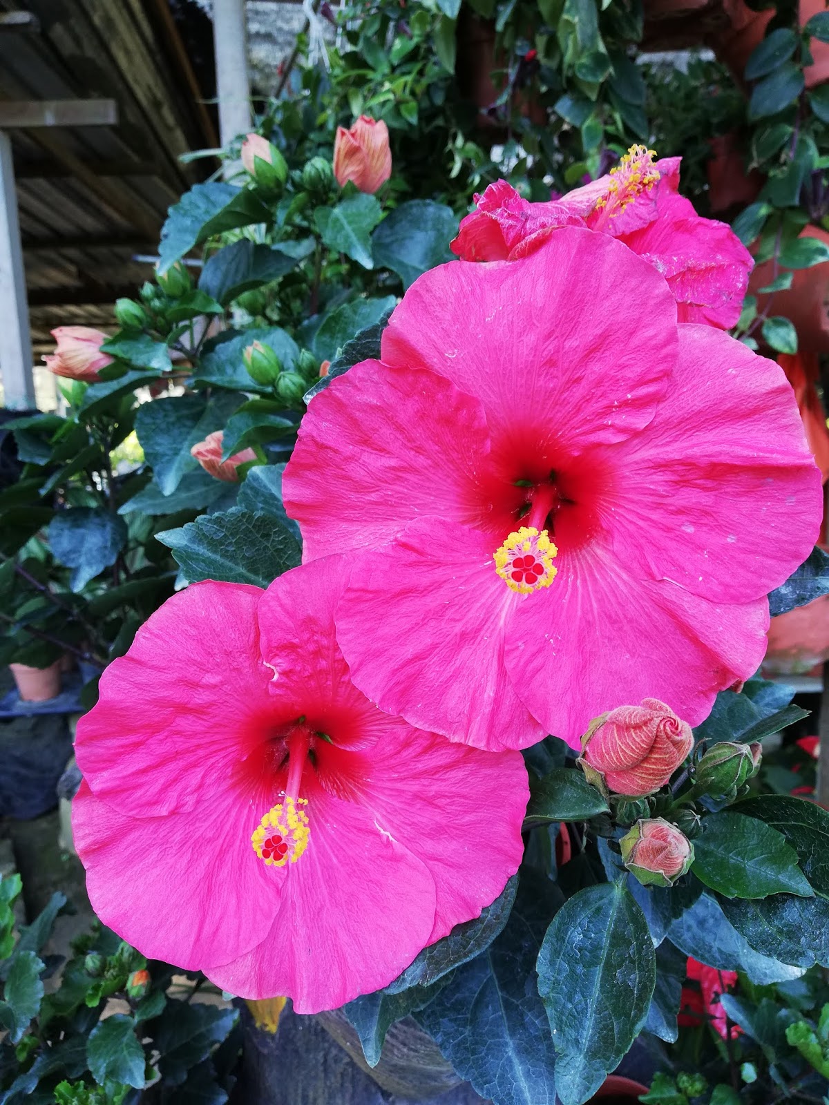 Garden Chronicles of James David: Hawaiian Dwarf hibiscus - Hibiscus ...