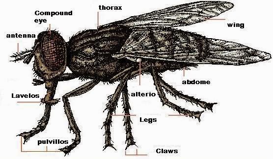 MPD 3223-Vector and Pest: Flies