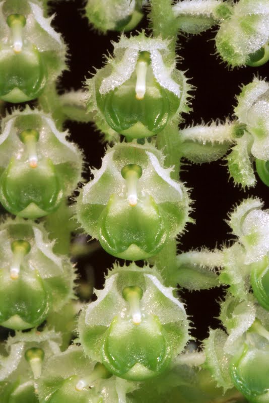 Ornithocephalus cochleariformis | Orchids | Orchid Flowers