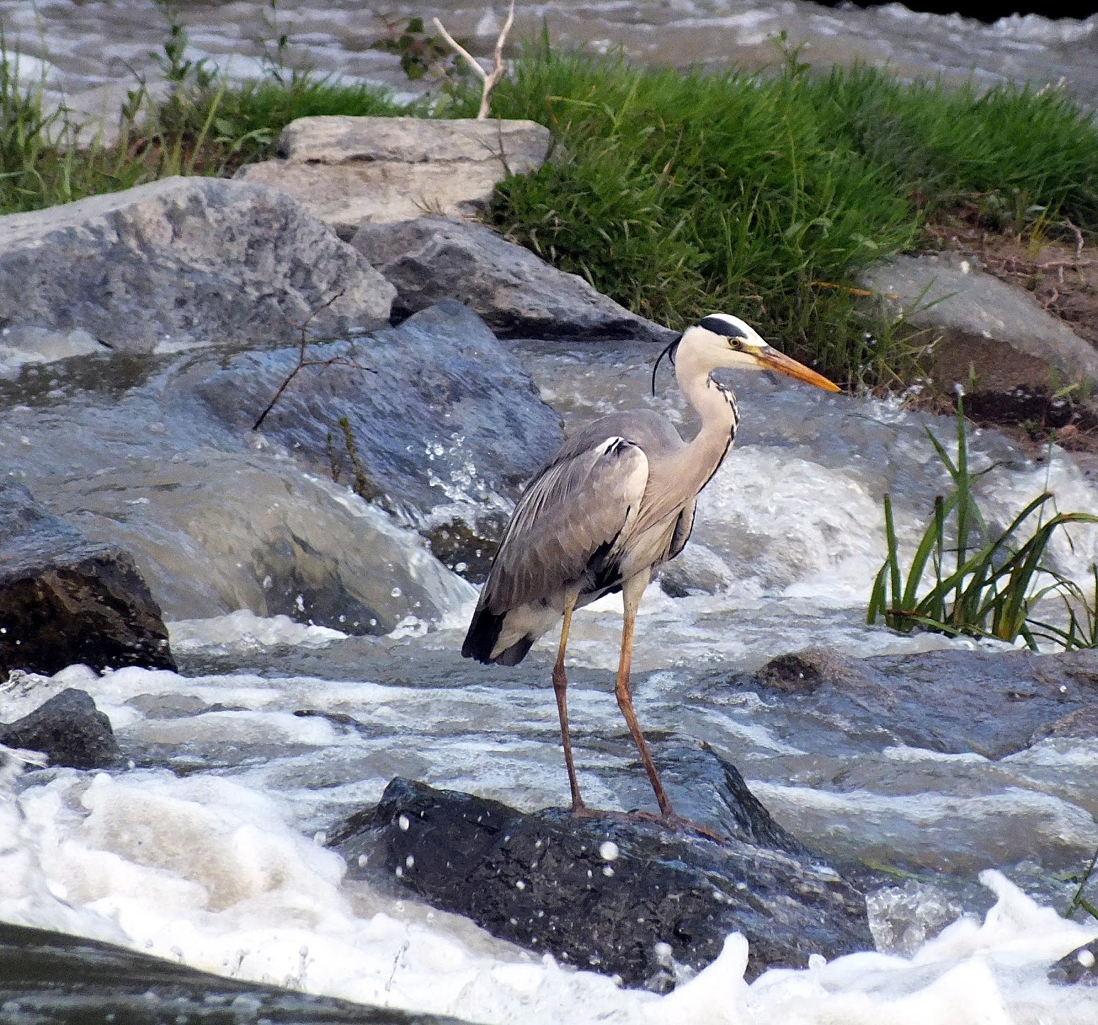 Jurnal unui desculț : starc cenusiu baraj raul vedea alexandria teleorman