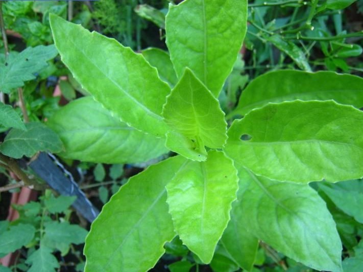 Tea and It's Benefits