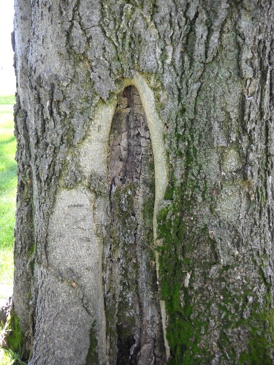 CO-Horts: Tree Trunks Tell A Story