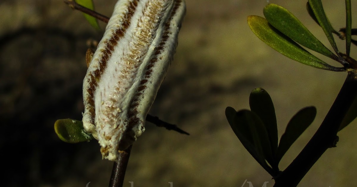 ¿Que es una Ooteca de Mantis o Campamocha?