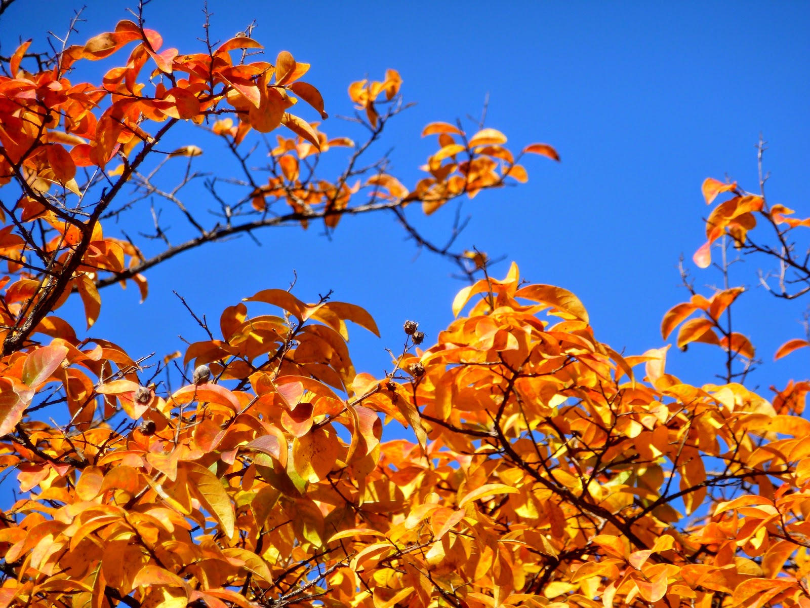 Árboles con alma: Arbol de Júpiter. (Lagerstroemia índica)