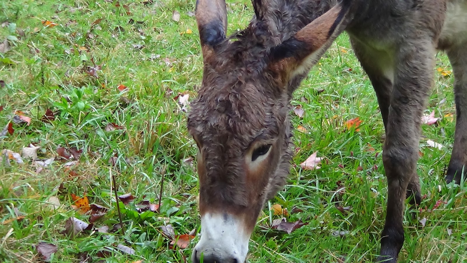 WATERFALL ROAD: JENNY FEMALE DONKEY