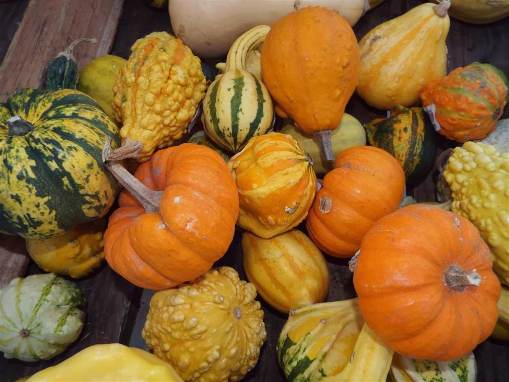 Valley View Farms: Thanksgiving Plants