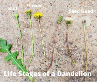 Dandelion Investigation