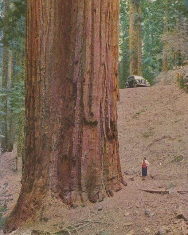 TYWKIWDBI ("Tai-Wiki-Widbee"): Giant sequoia (human for scale)