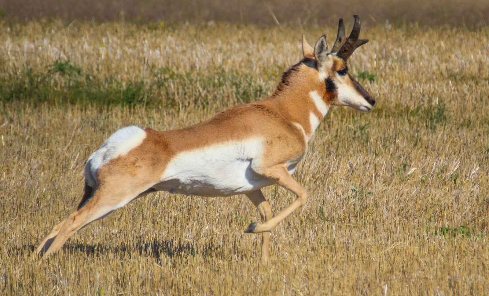 Cannundrums: American Pronghorn