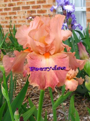 Getting back to basics: My Iris plants.......Mother Nature at her best.
