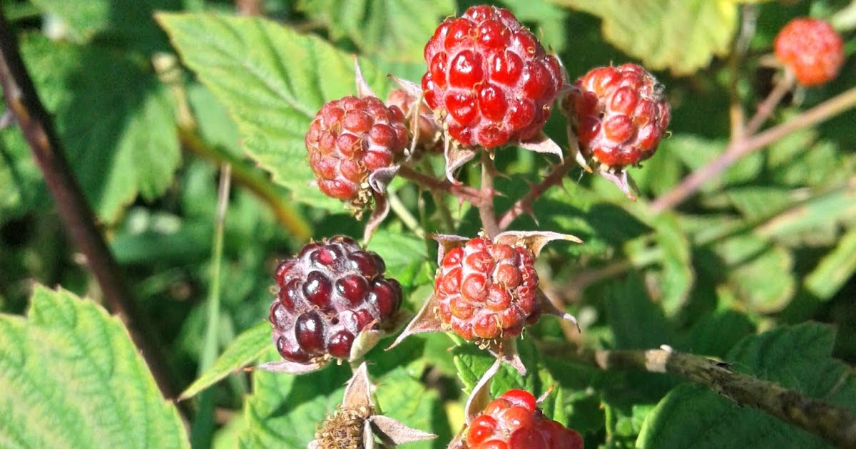 Day One Photography: Wild Raspberries