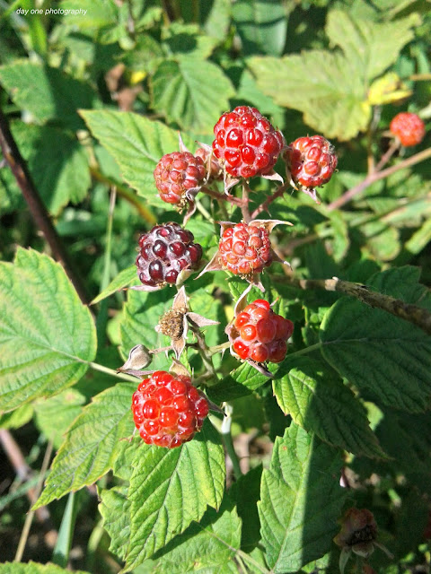 Day One Photography: Wild Raspberries