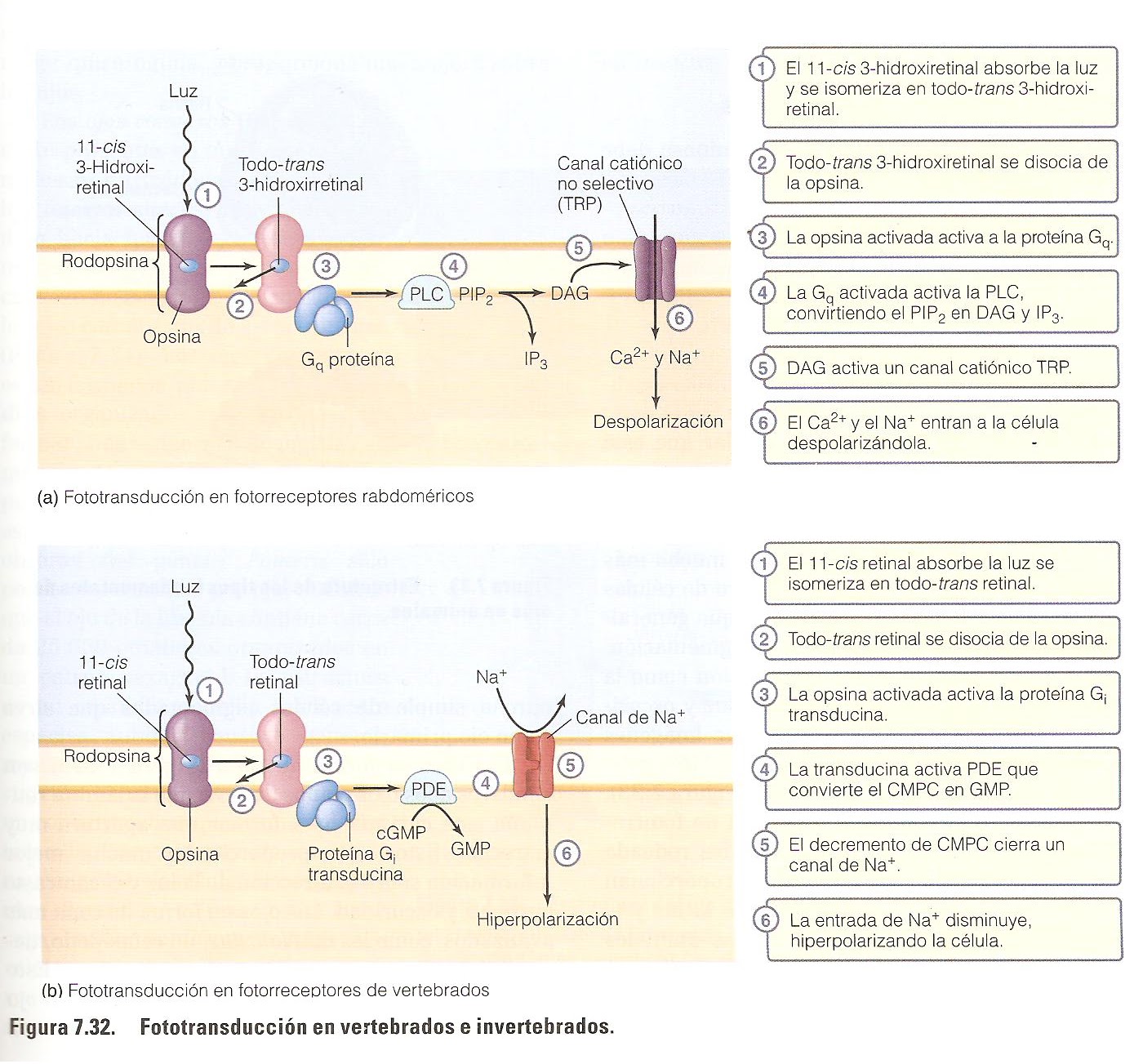 biofisicamolecular: TRANSDUCCIÓN DE SEÑALES