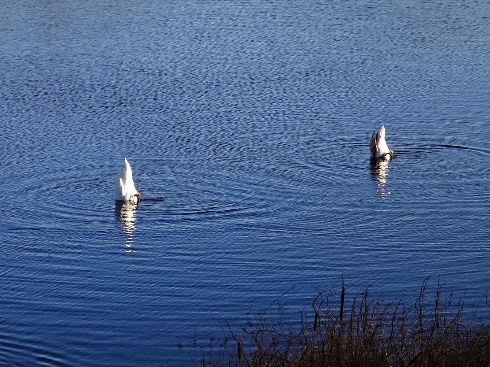 Joe's Retirement Blog: Swan Tipping, Bartlett Pond, Plymouth ...