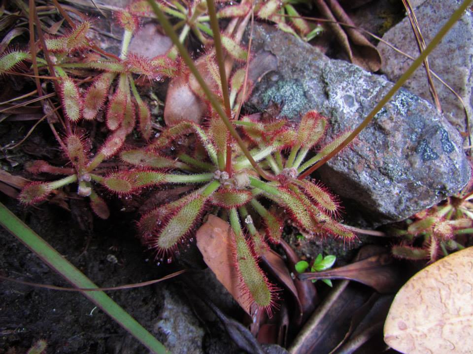 Droseras Brasileiras - Drosera riparia