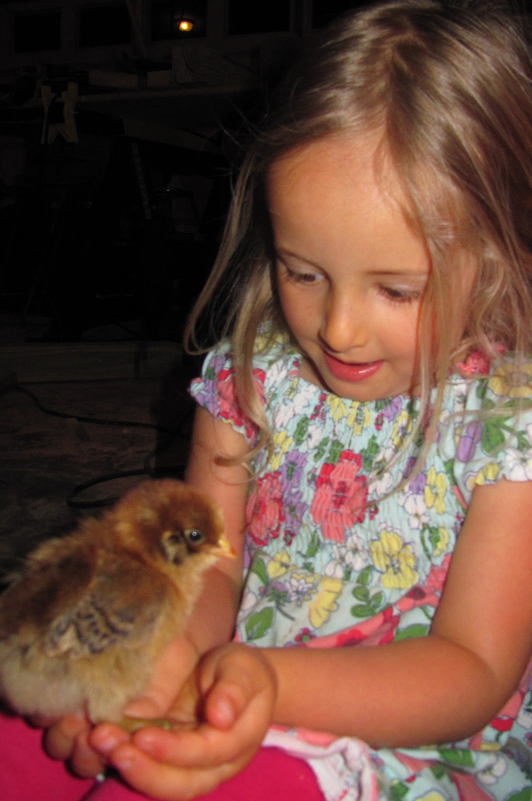 Pocketful of Treasures: More Chicks!