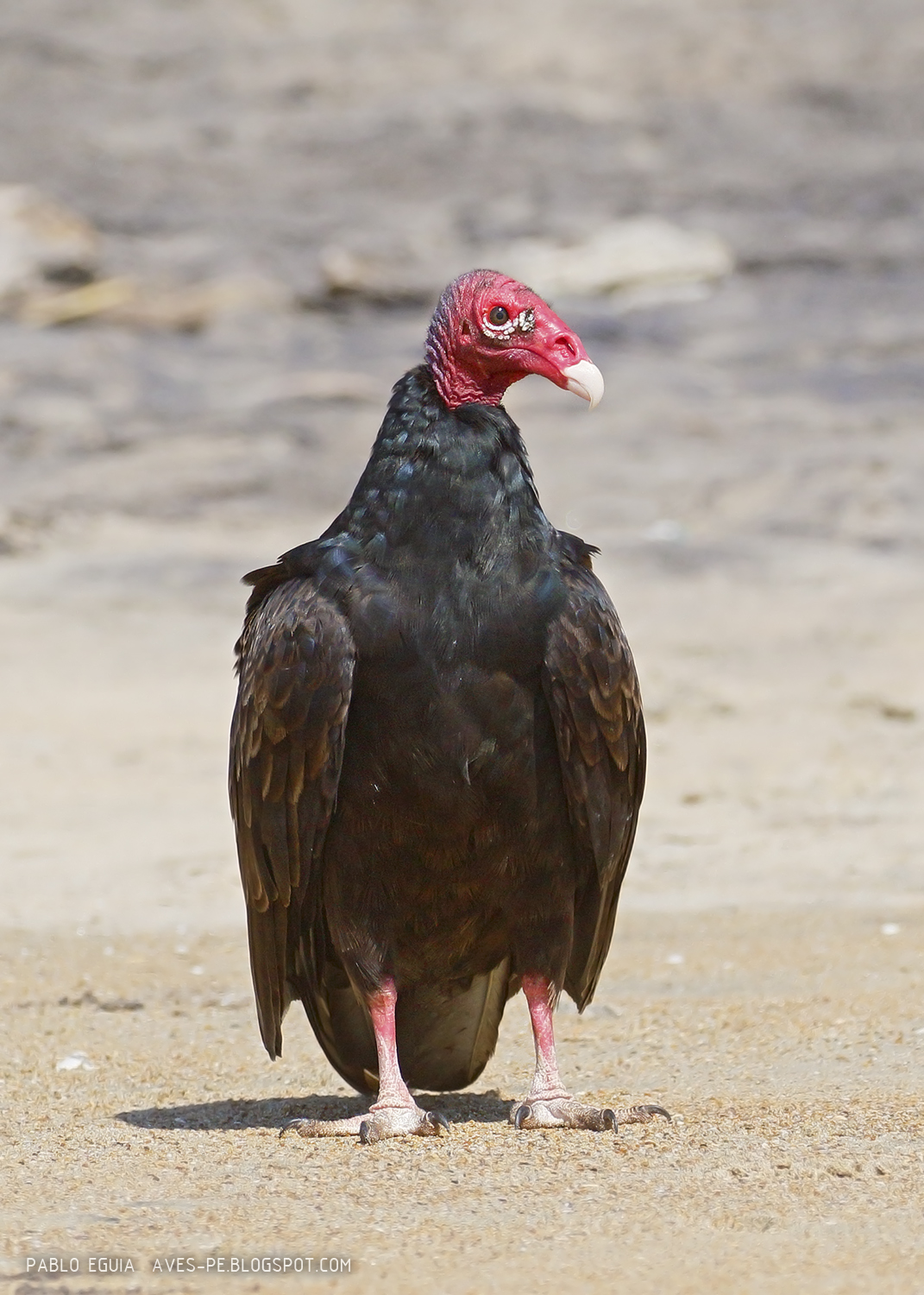 mis fotos de aves: Cathartes aura Jote Cabeza Colorada Turkey Vulture