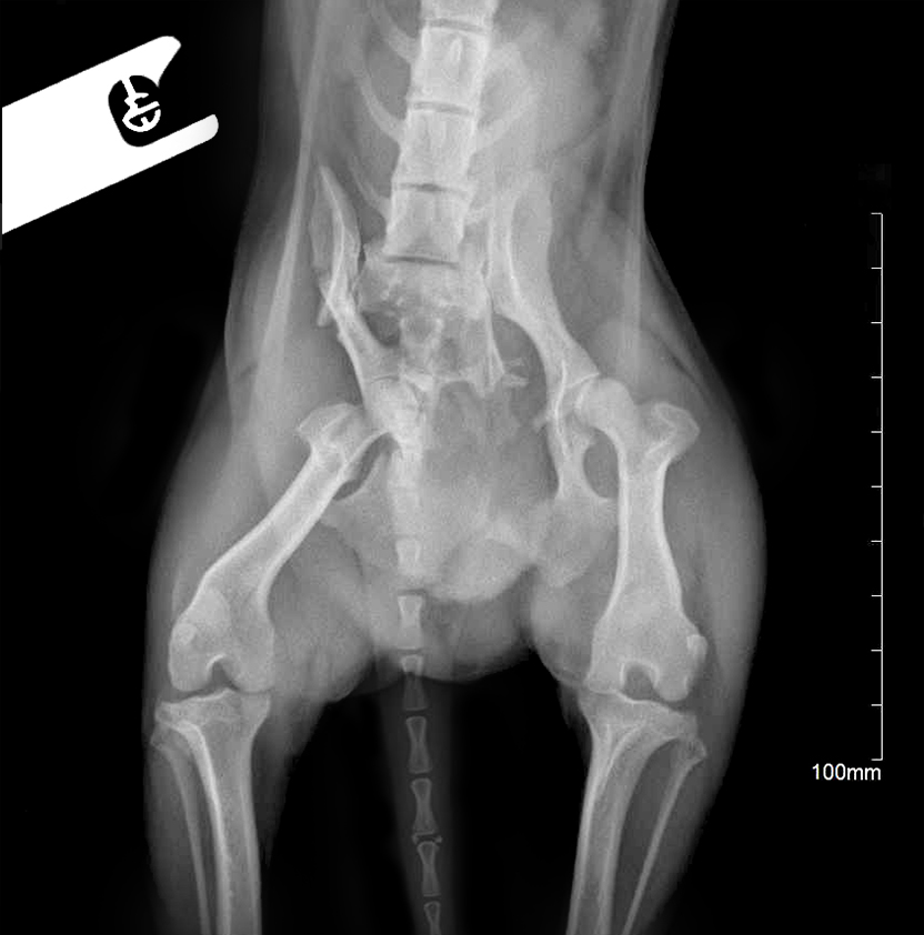 ARTROVET: Fractura de cadera y luxación de sacro