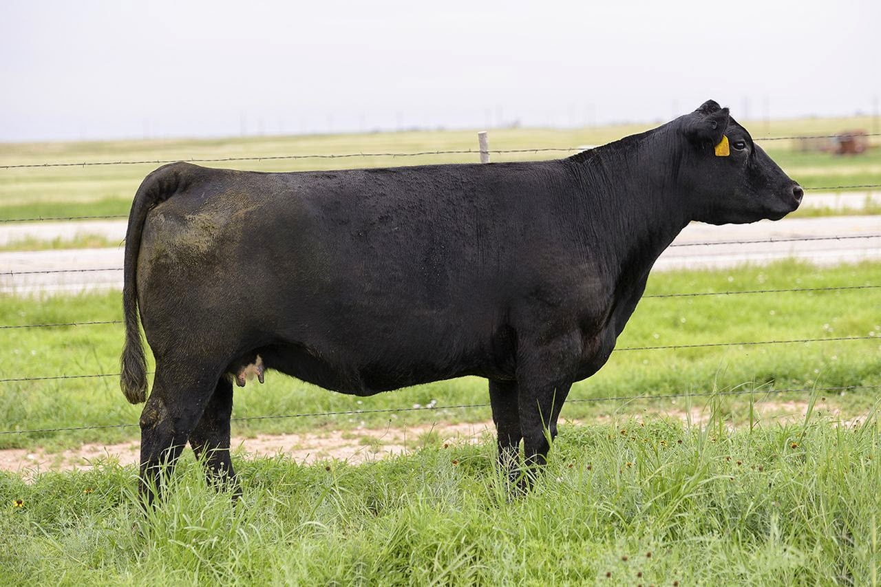 RCC Blog: Irish whiskey sells safe to MaB for Dorsey cattle co.