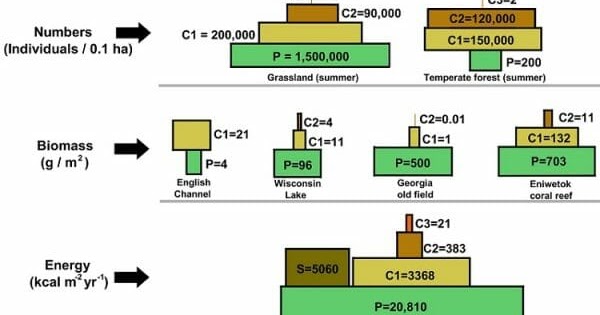 Ecological Pyramid - Types, Limitations And Importance | Biology 24/7