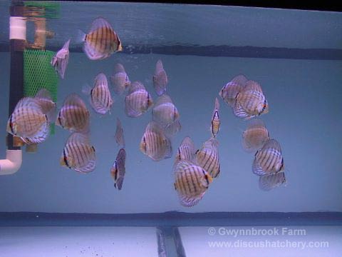 Discus: Gwynnbrook Farm Discus Fish Photo Gallery