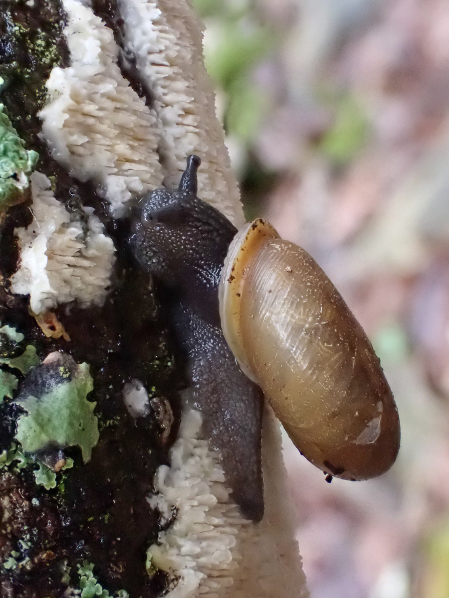 Springfield Plateau: Trailing the Snail