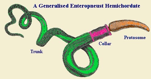 Classification of Hemichordata ~ Zoology-NETWORK