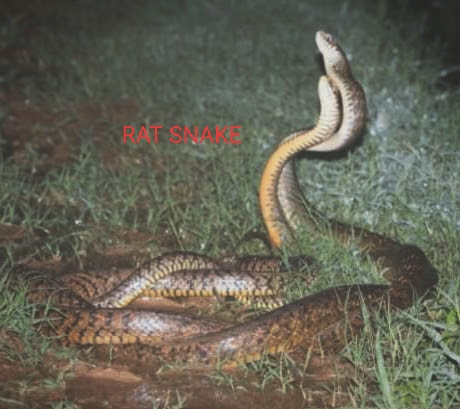 Snakes of jammu and kashmir