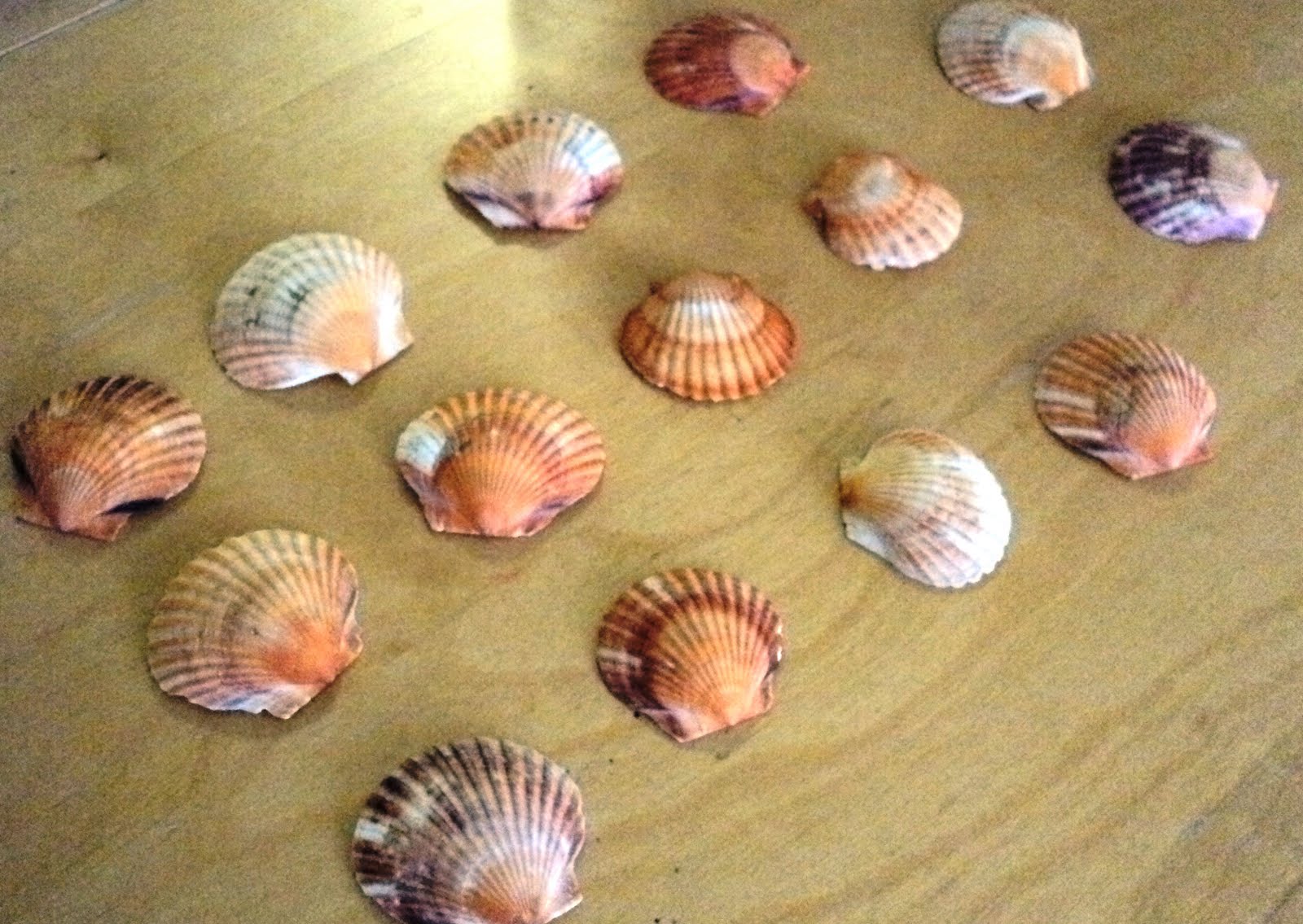 A Little Learning For Two: Seashell Matching Game
