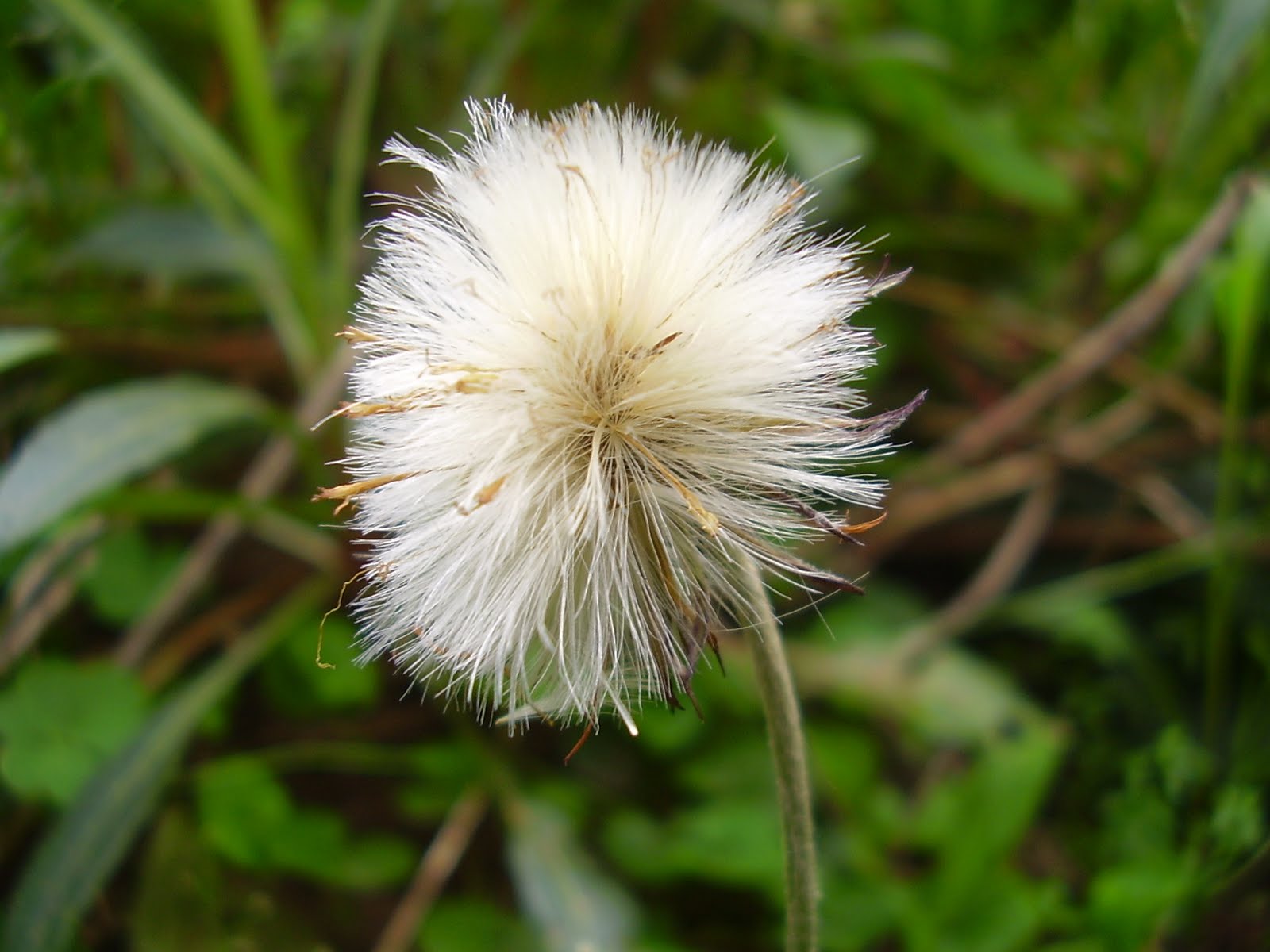 Naturaleza entrerriana: Chaptalia nutans