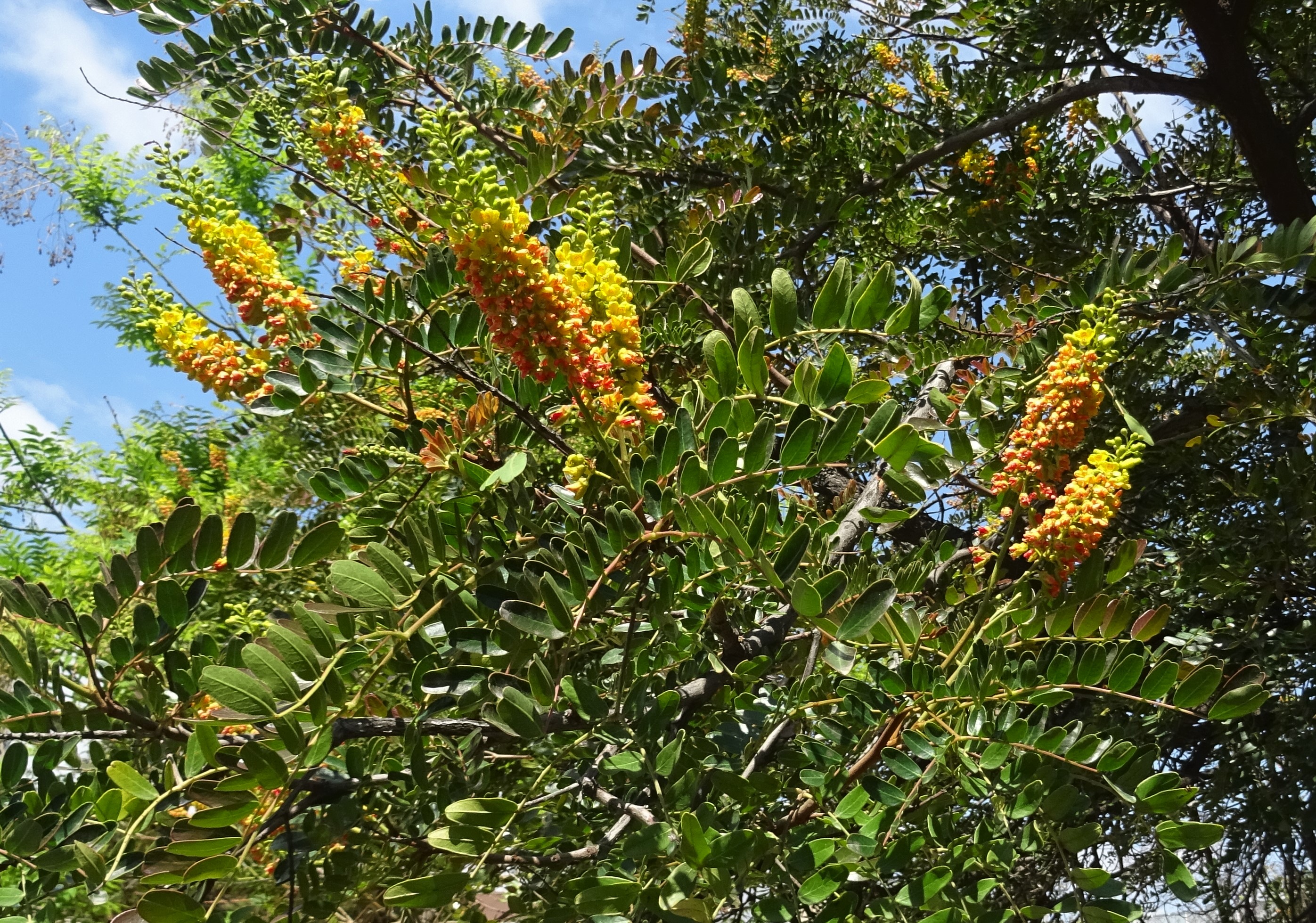 HERBARIO VIRTUAL DE BANYERES DE MARIOLA Y ALICANTE: Caesalpinia spinosa ...