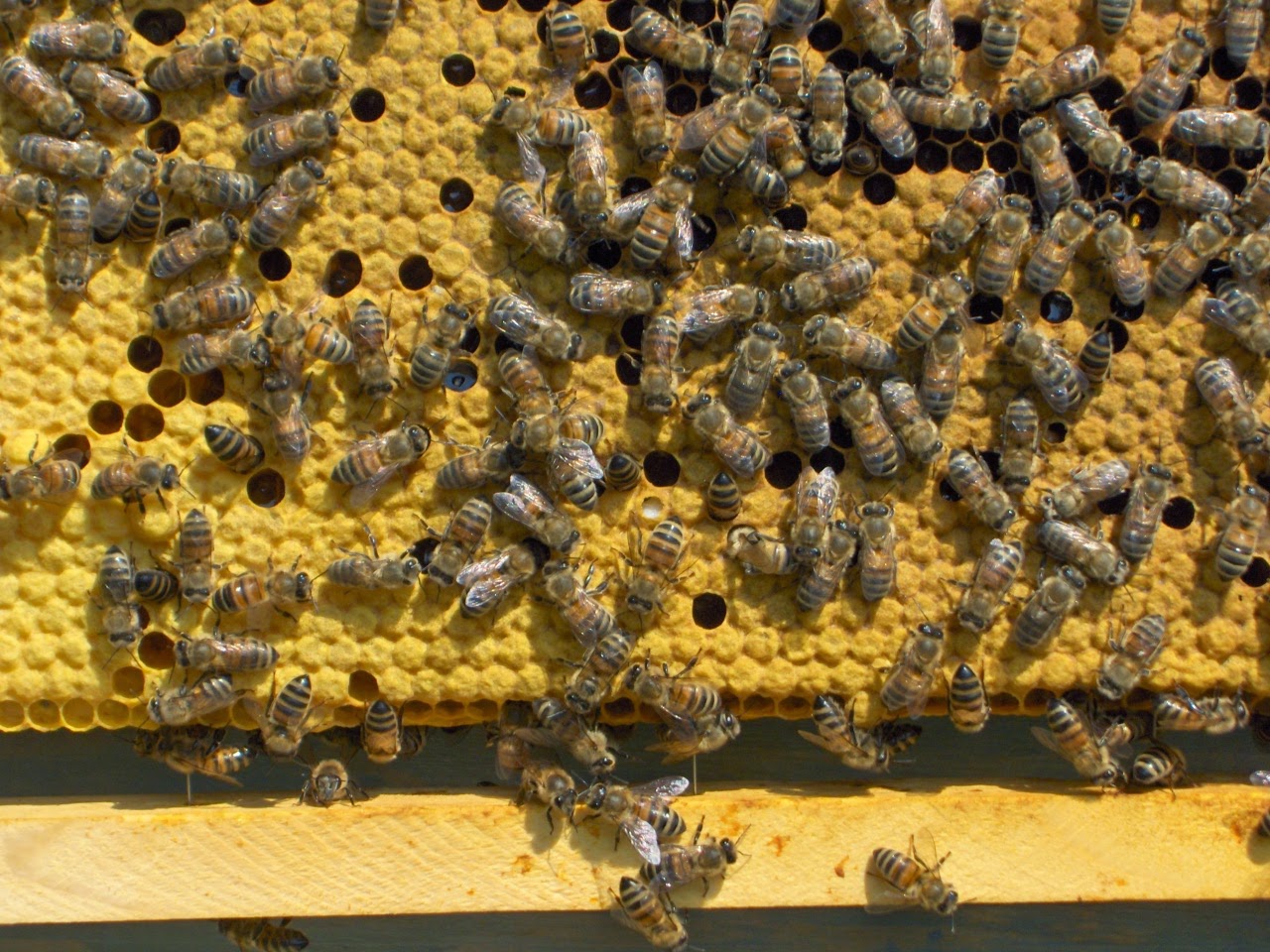 Corona Apicultores: LA ABEJA BUCKFAST