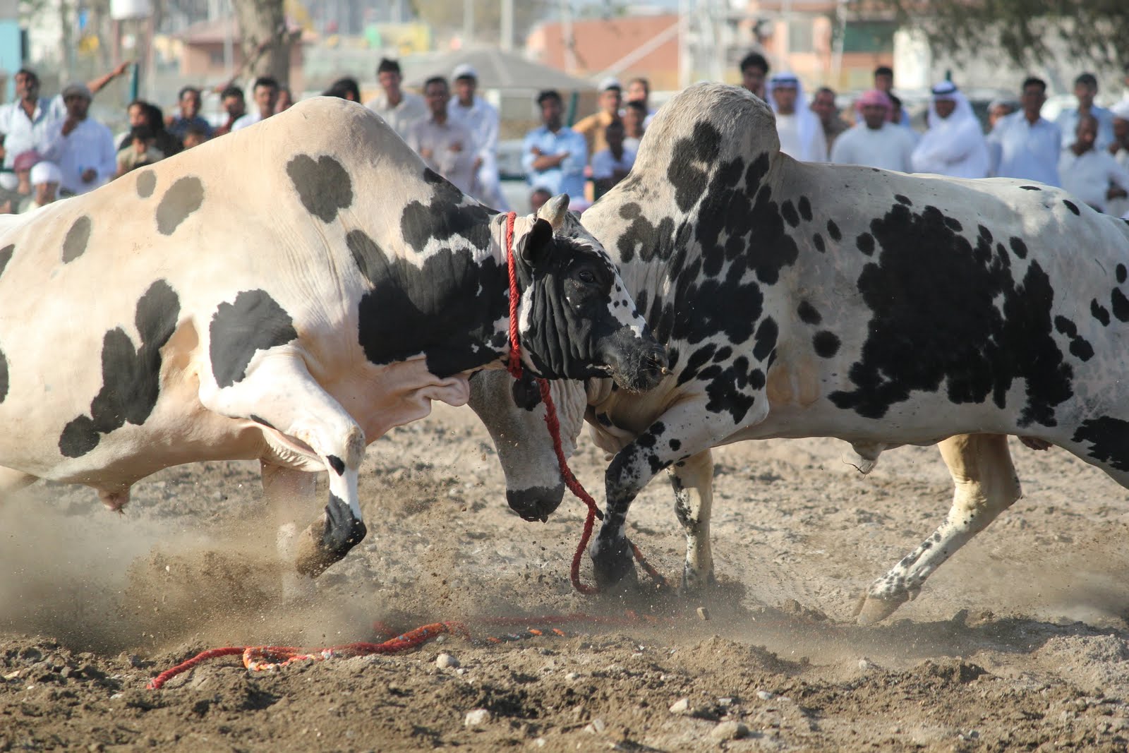 Arabian Tales and Other Amazing Adventures: Weekend Excursion from ...