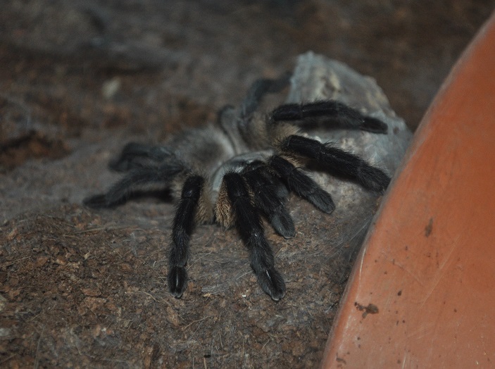 ZOOTOGRAFIANDO (6.096 ANIMALS): TARÁNTULA MONO / SOCOTRA ISLAND BLUE ...